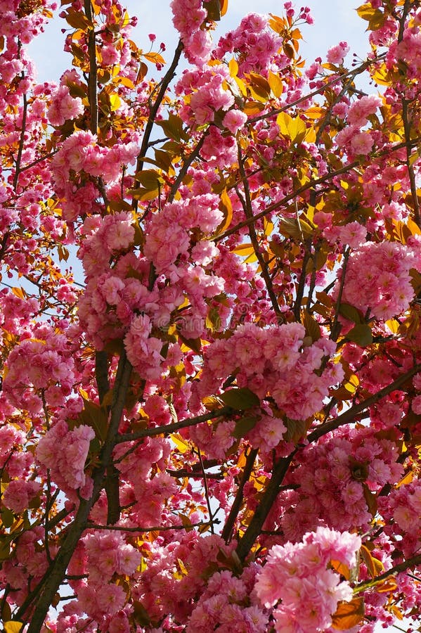 Cherry tree stock image. Image of bloom, branches, cherry - 70146187