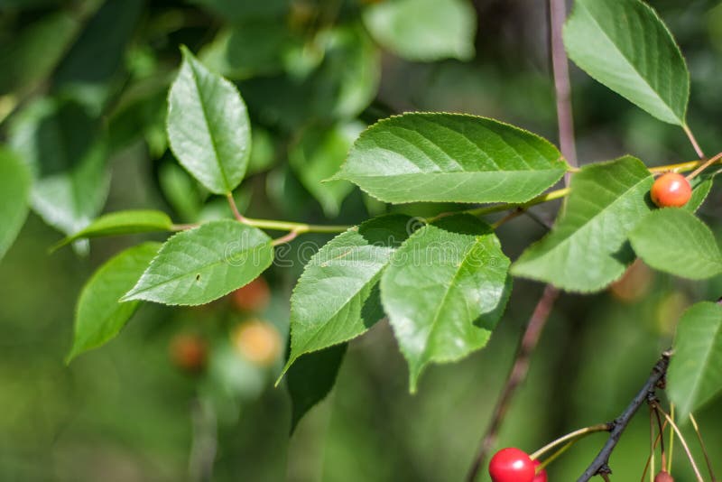 Cherry Tree Close Up with almost Red Cherries Stock Image - Image of ...