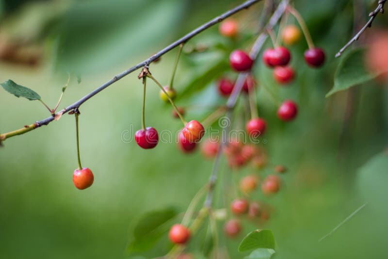 Cherry Tree Close Up with almost Red Cherries Stock Image - Image of ...