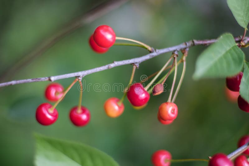 Cherry Tree Close Up with almost Red Cherries Stock Image - Image of ...