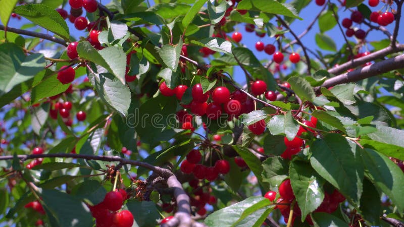 Cherry Tree Close-up. Ripe Cherries on a Branch. Concept: Natural Juice ...