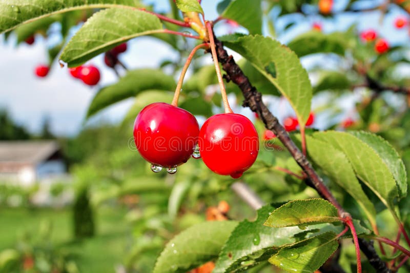 Cherry-tree stock photo. Image of juicy, fresh, tree - 320066798