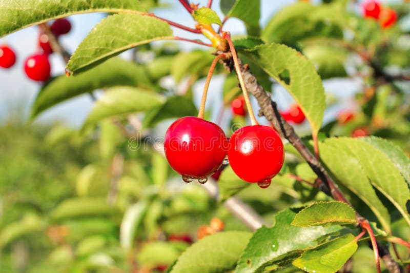 Cherry-tree stock photo. Image of juicy, fresh, tree - 320066798