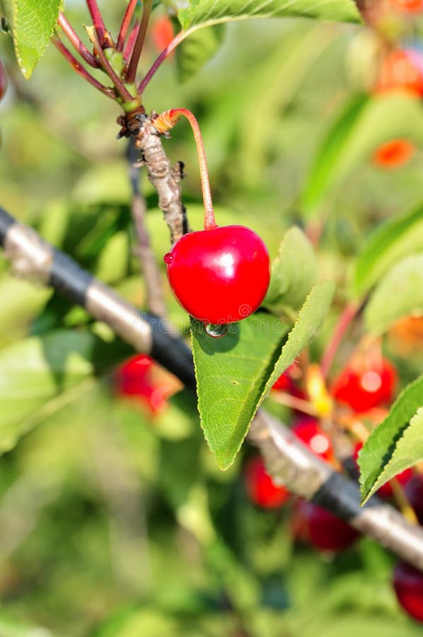 Cherry-tree stock photo. Image of juicy, fresh, tree - 320066798