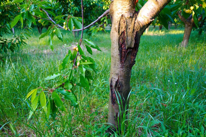 Dead Bud Symptom, Sunken Canker Bacteria Canker in Cherry Tree Stock ...