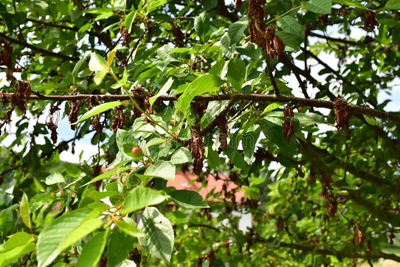 Cherry Tree with a Disease on the Leaves Stock Image - Image of ...