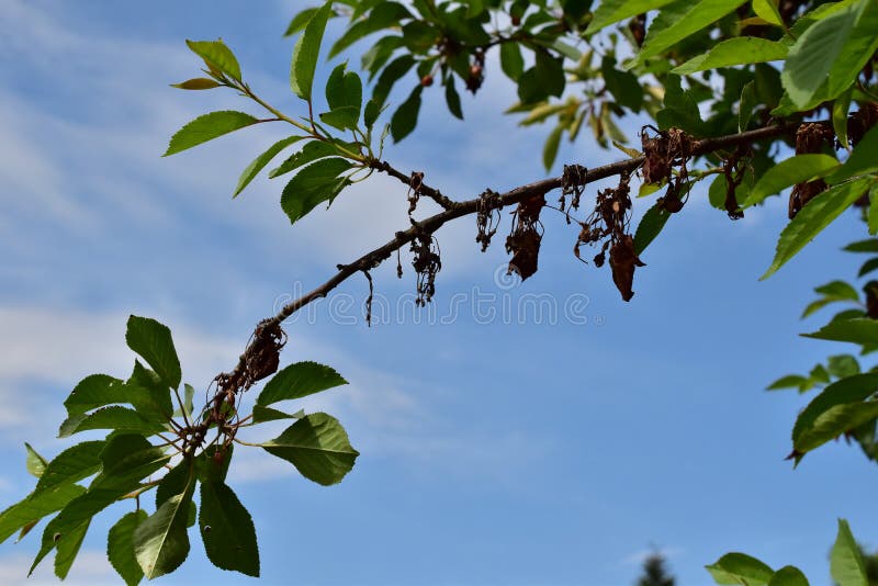 Cherry Tree with a Disease on the Leaves Stock Image - Image of dead ...