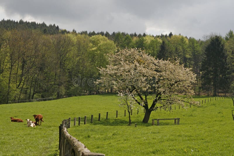 Field with Cherry Tree in Germany Stock Image - Image of hill ...
