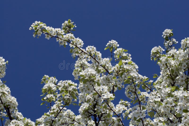 Cherry Tree Flower on Blue Sky Stock Image - Image of blue, fresh: 6989121