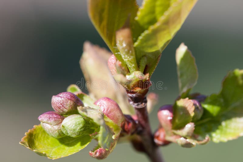 Cherry Tree Flower Buds stock photo. Image of blossom - 105878164