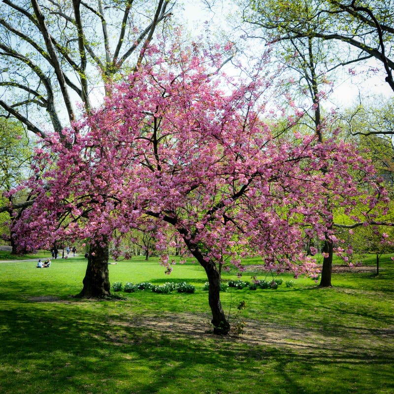 Cherry Tree in Flower in Central Park Stock Image - Image of york ...
