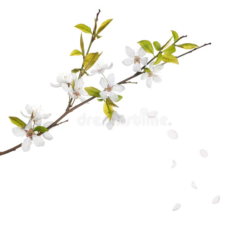 Cherry Tree Flowers and Falling Petals Isolated on White Stock Photo ...