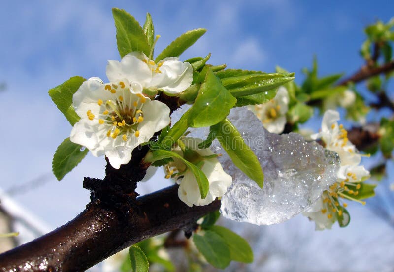 Cherry Tree Flowers with Ice Stock Image - Image of surprise, color ...