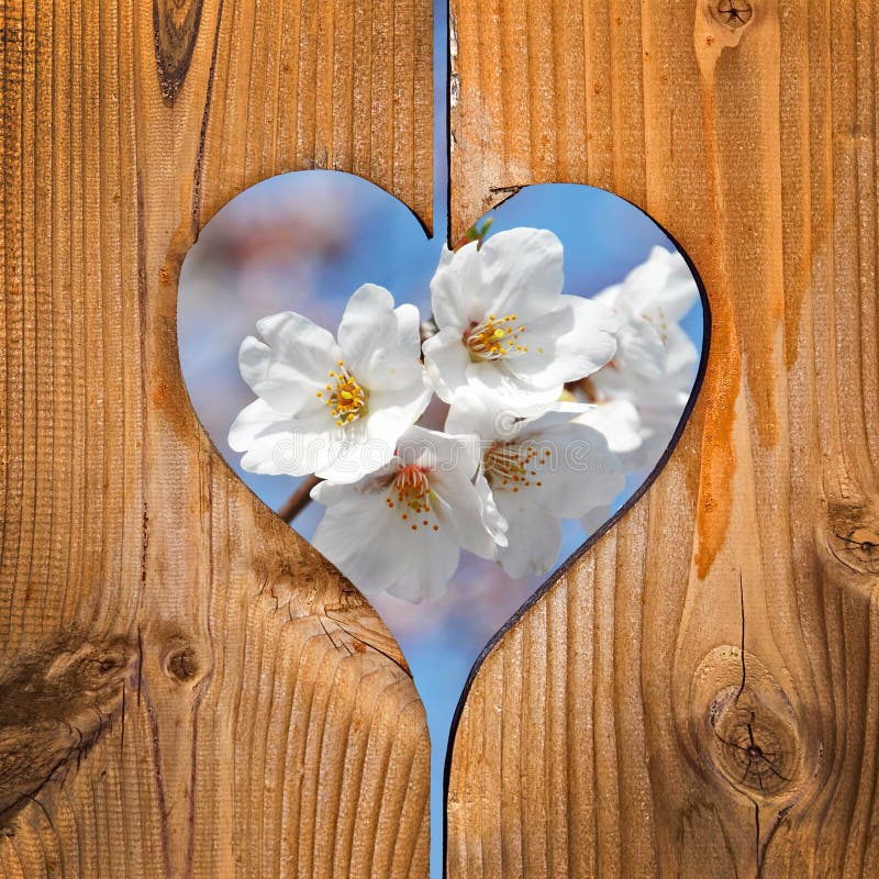 Cherry Tree Flowers, Wooden Heart Stock Photo - Image of card, spring ...