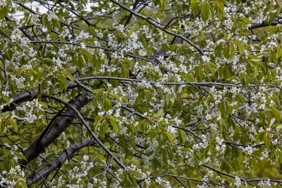 Cherry tree in forest stock photo. Image of green, outdoor - 84492120