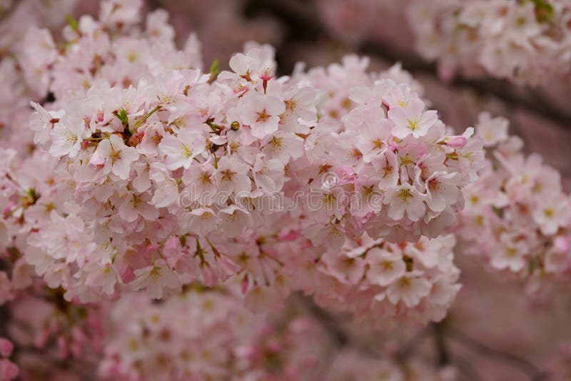 Cherry Tree Fragment in Light Pink Spring Blossom Stock Image - Image ...