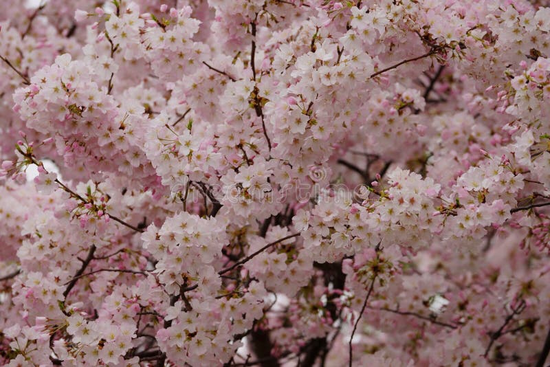 Cherry Tree Fragment in Light Pink Spring Blossom Stock Image - Image ...