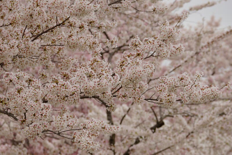 Cherry Tree Fragment in Spring Bloom Stock Photo - Image of beginning ...