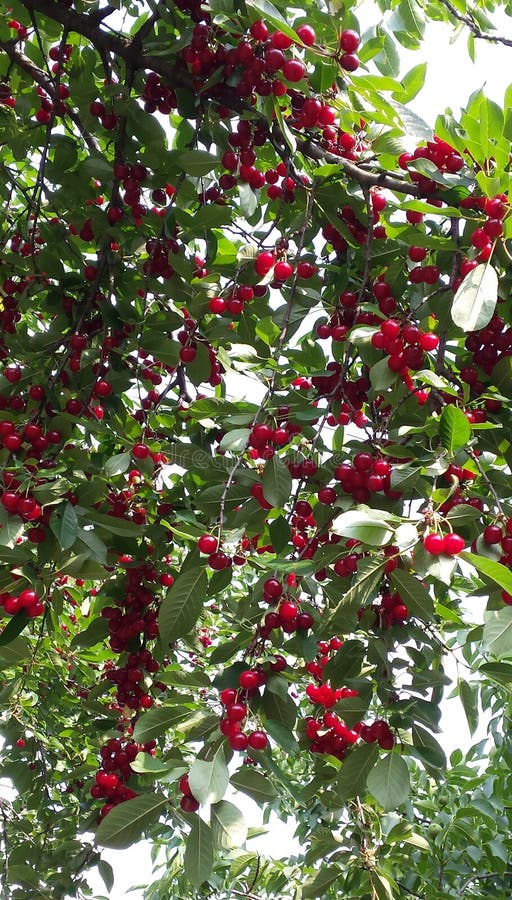 Cherry Tree Cherry Fruits on the Tree Stock Image - Image of summer ...