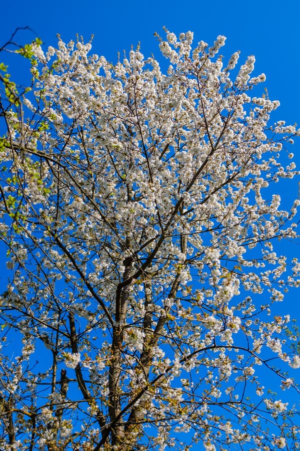 Cherry Tree in a Full Bloom Stock Image - Image of tree, leaf: 150203645
