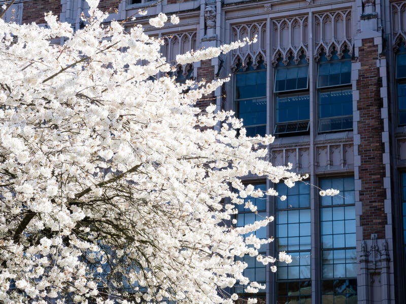Cherry Tree in Full Bloom at University Campus in Seattle Stock Image ...