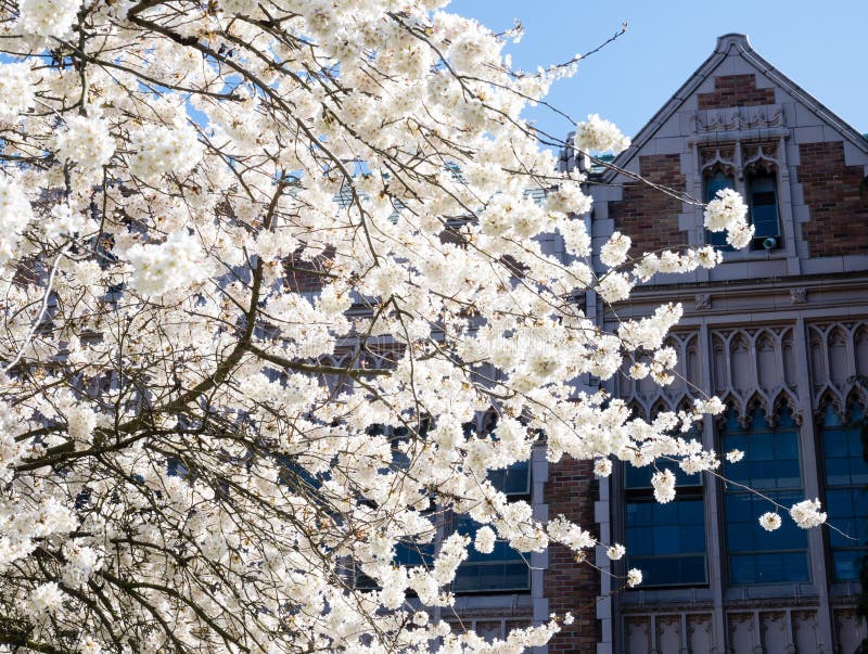 Cherry Tree in Full Bloom at University Campus in Seattle Stock Photo ...