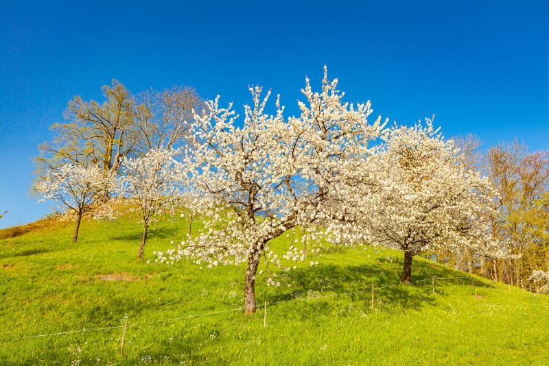 Cherry tree garden stock photo. Image of orchard, asian - 83380834