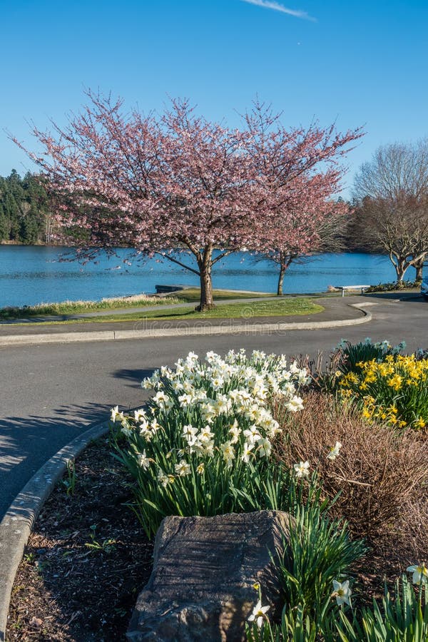 Cherry Tree and Garden 4 stock photo. Image of blooming - 113241092