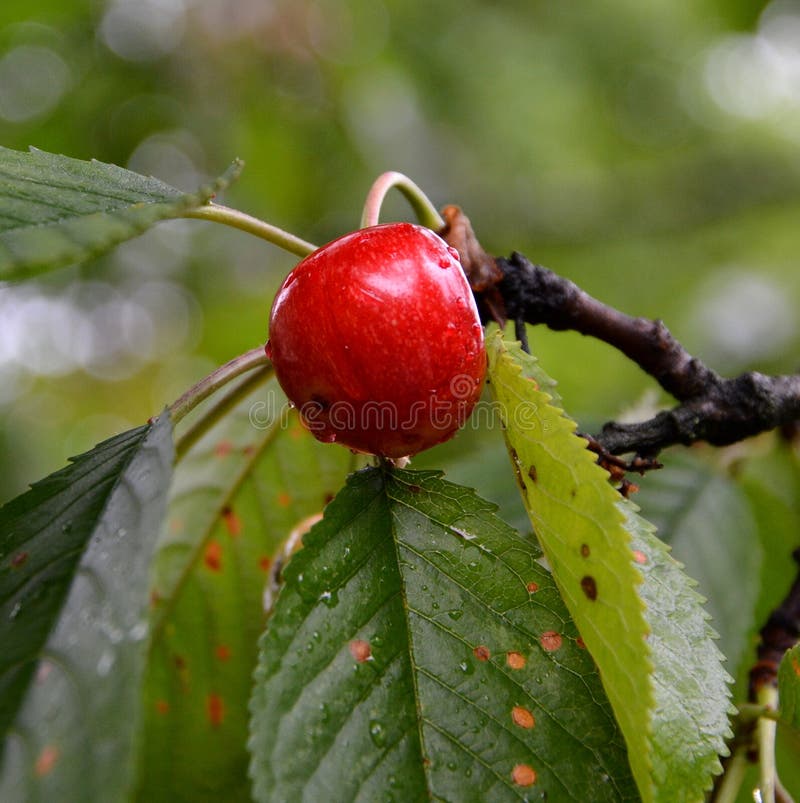 Cherry Tree in the Garden. Water Drops. Stock Photo - Image of beauty ...