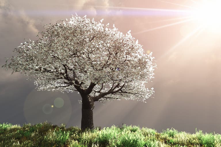 Cherry Tree with God rays stock image. Image of grass - 10113409