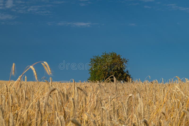 Cherry Tree with Green Leafs in Golden Grain Field in Summer Day Stock ...