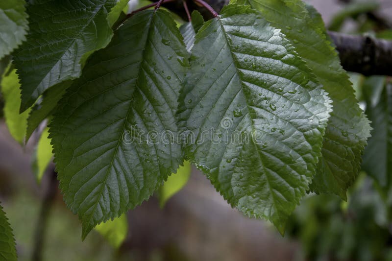 Cherry tree green leaves stock photo. Image of spring - 272951186