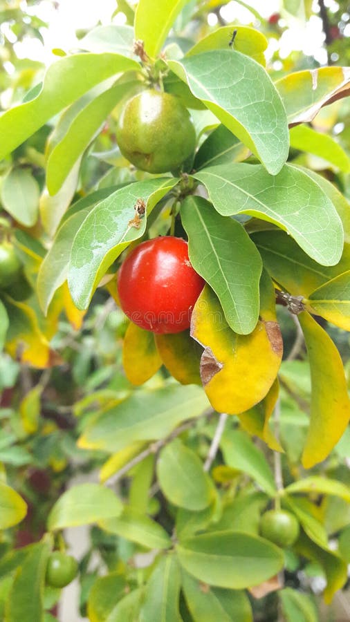 Cherry stock image. Image of green, tree, orange, cherry - 93969023