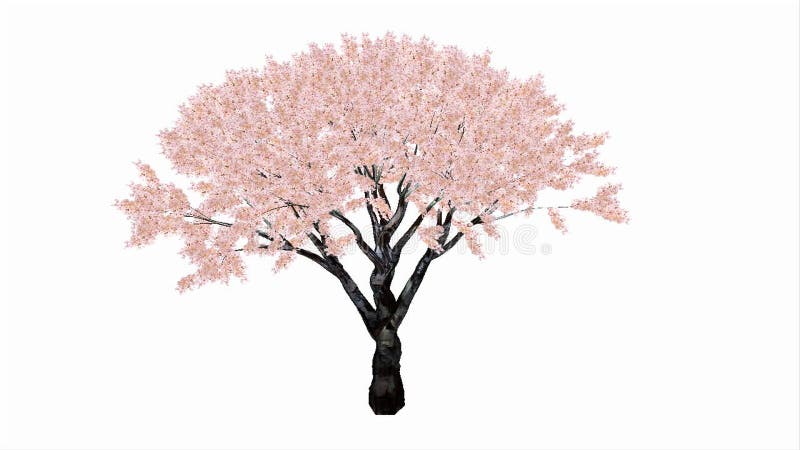 Cherry Tree Growing Animation Stock Footage - Video of timelapse ...