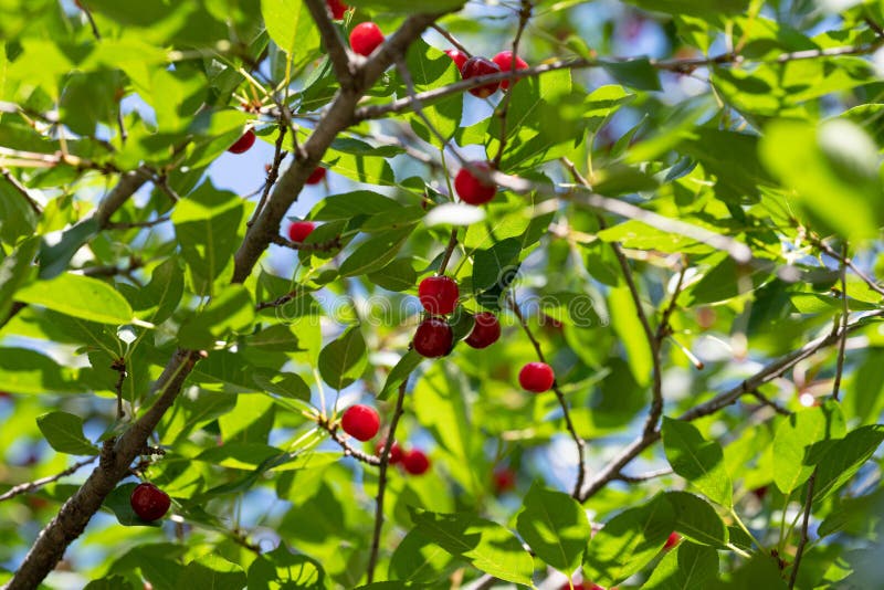 Cherry Tree Growing on a Tree in Summer Stock Image - Image of berries ...