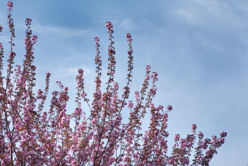 Cherry tree stock image. Image of oriental, floral, hanami - 89808877