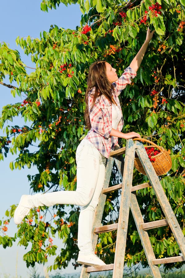 Cherry Tree Harvest Summer Woman Climb Ladder Stock Photo - Image of ...