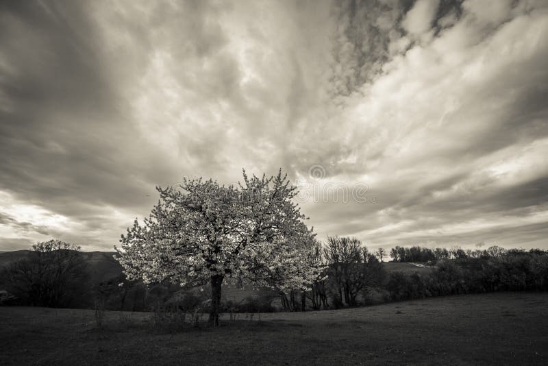 Cherry tree - HDR stock photo. Image of umbria, clouds - 39771974