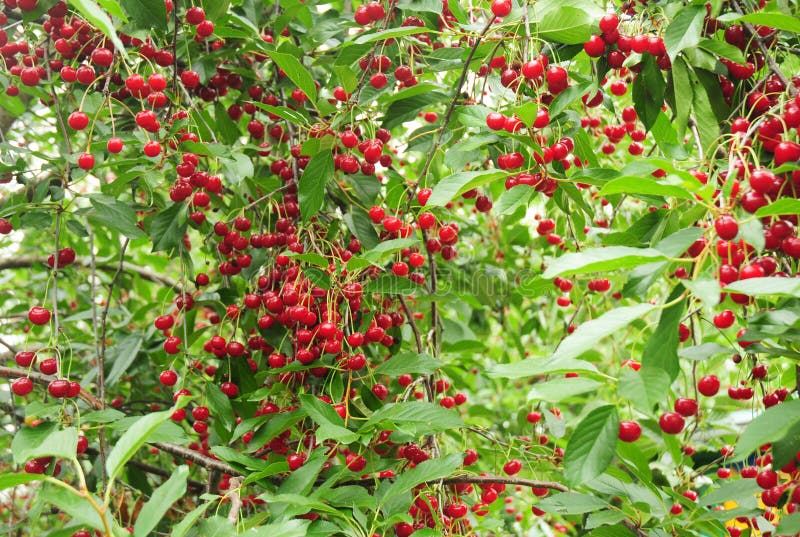 Cherry Tree with a Heavy Crop of Large Dark Red, High Quality Delicious ...