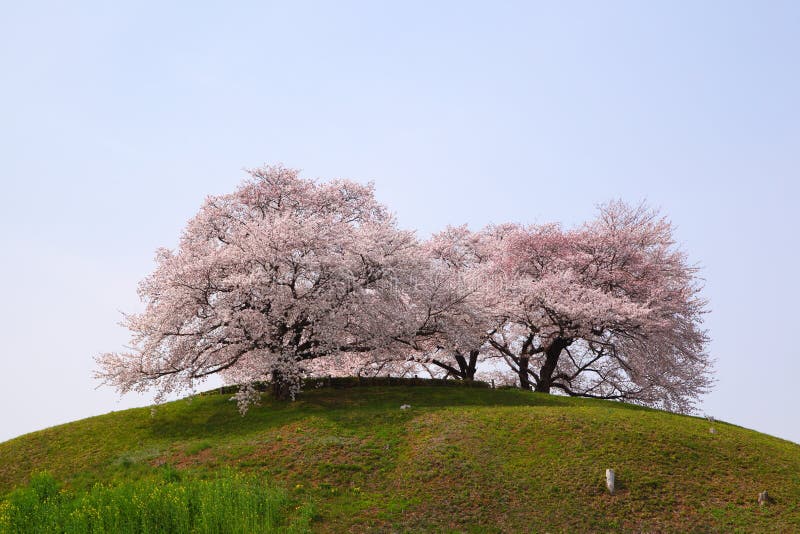 Cherry tree on the hill stock image. Image of asia, japan - 36493835
