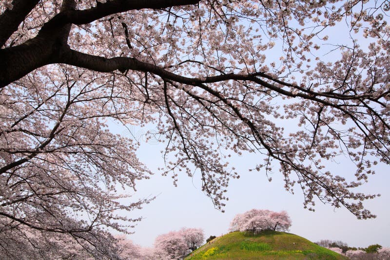 Cherry tree on the hill stock image. Image of ancient - 25796091