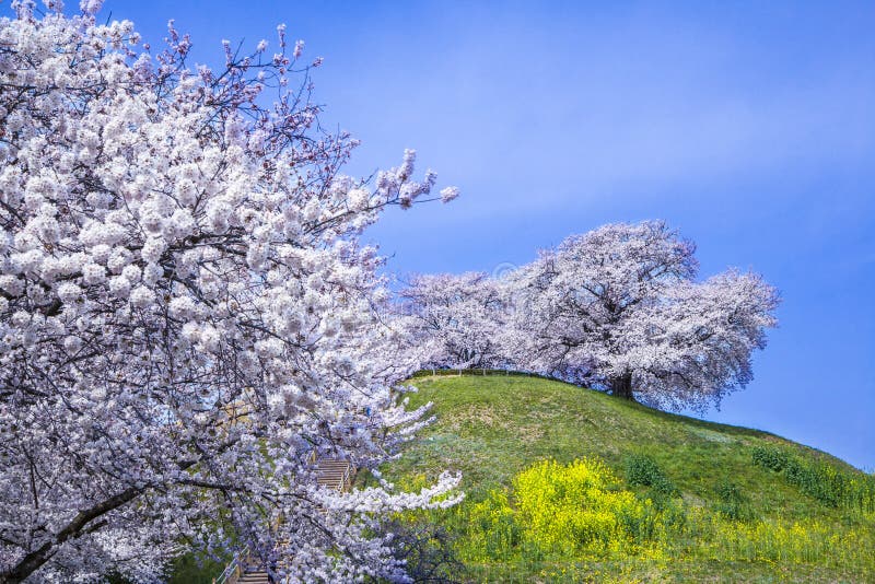 Cherry tree on the hill stock photo. Image of asia, nature - 36493834