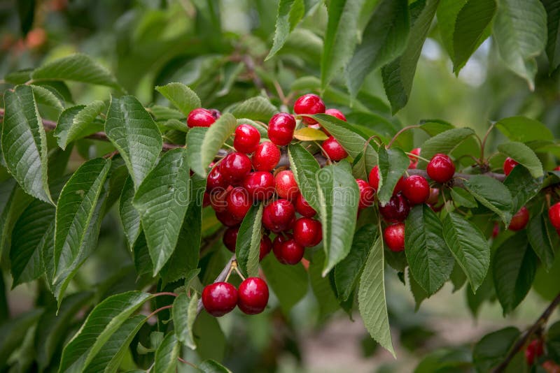 Cherry Tree-/Kirschhintergrund/Kirsche Mit Blatt Stockfoto - Bild von ...