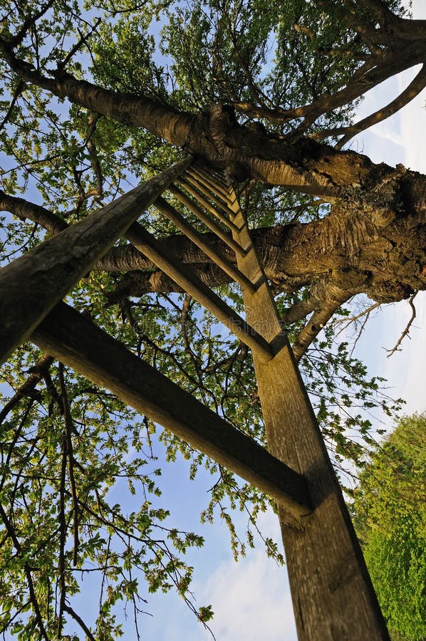 Cherry tree and ladder stock image. Image of step, agriculture - 16905743