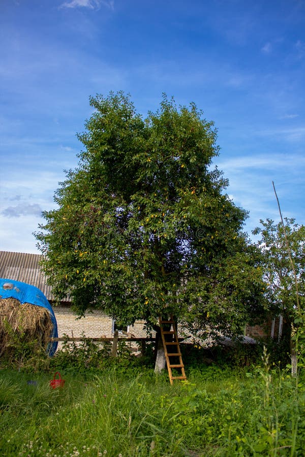 Cherry tree and ladder stock image. Image of gardening - 43239155