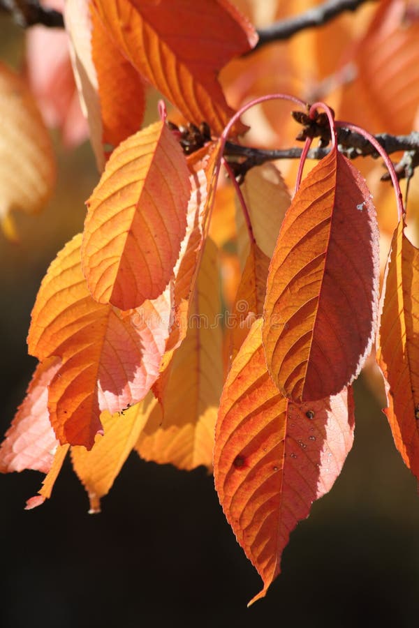 Cherry tree leaves in fall stock photo. Image of seasonal - 80328552
