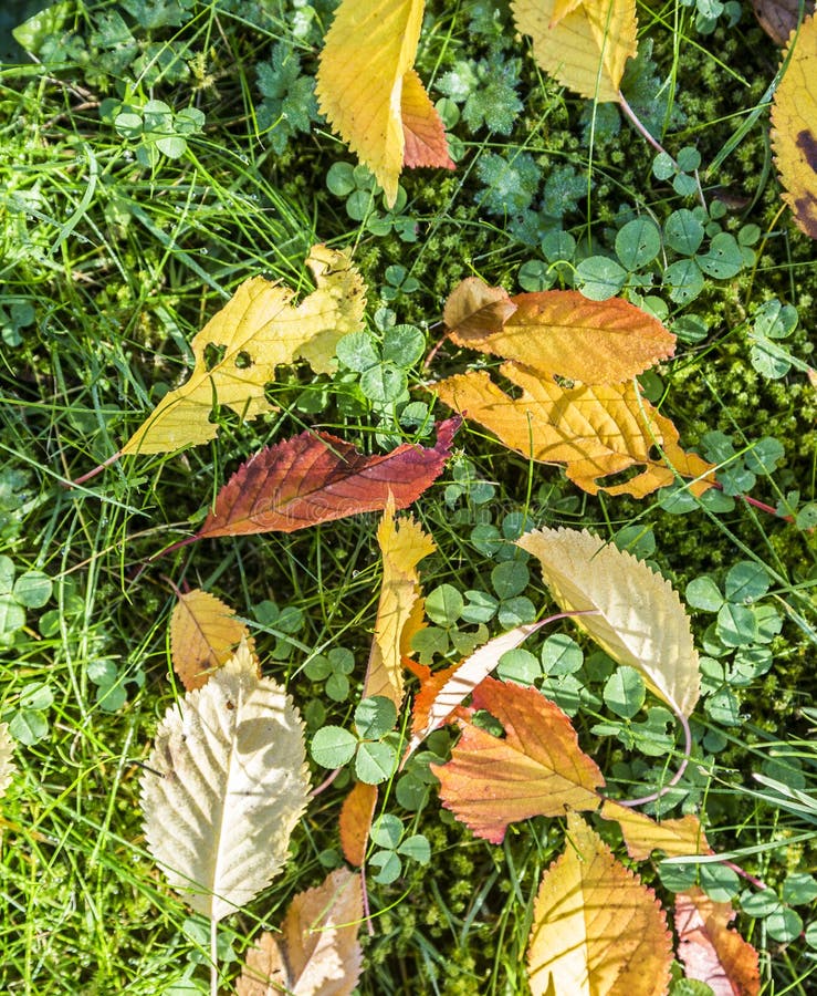 Cherry Tree Leaves at the Grass in Harmonic Autumn Colors Stock Photo ...