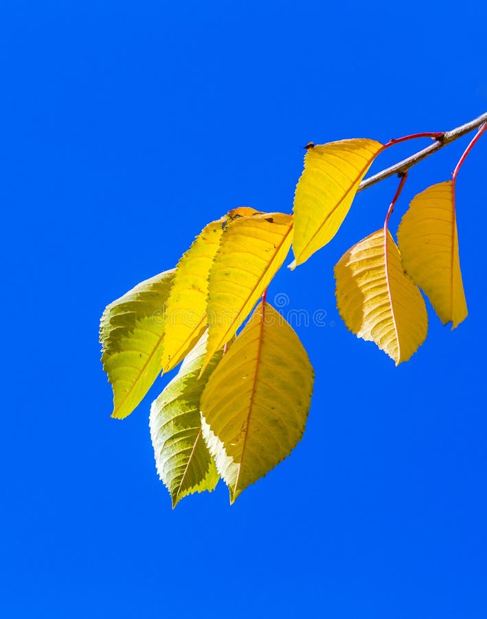 Cherry Tree Leaves Under Blue Sky in Harmonic Autumn Colors Stock Photo ...