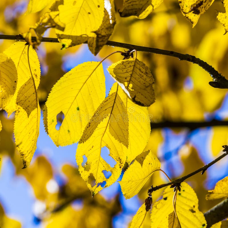 Cherry Tree Leaves Under Blue Sky in Harmonic Autumn Colors Stock Image ...