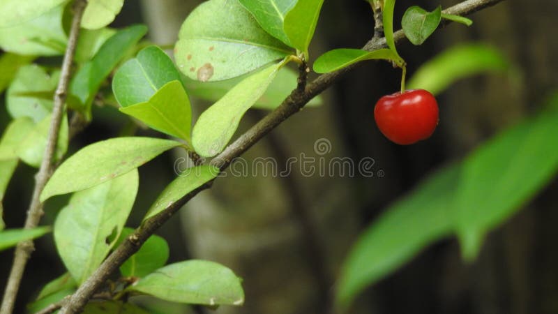 Cherry on the tree stock image. Image of cherry, lanka - 114236101